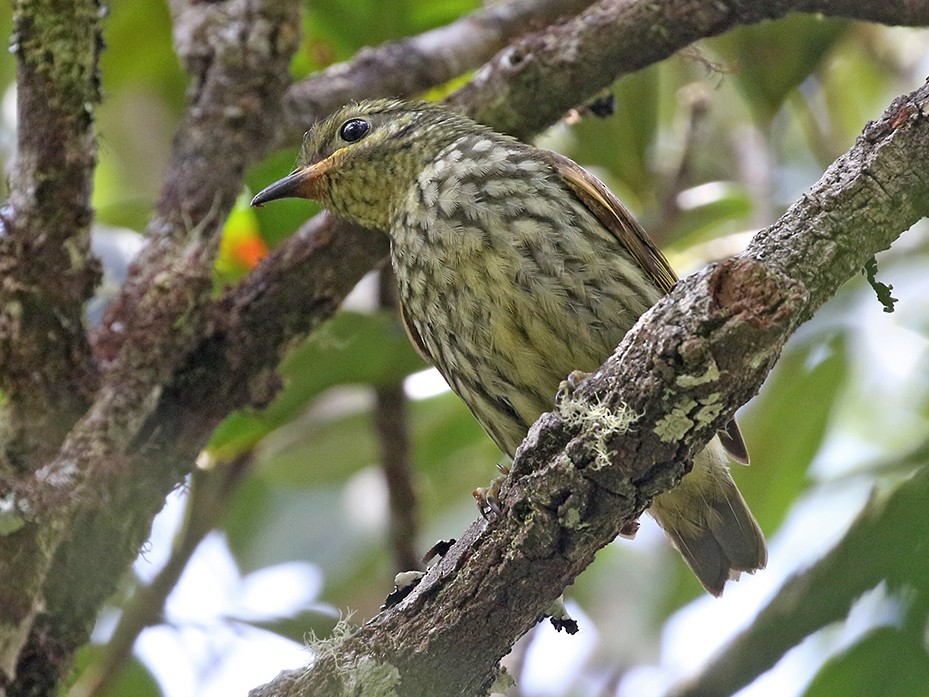 Velvet Asity - eBird