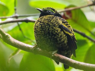 Velvet Asity - eBird
