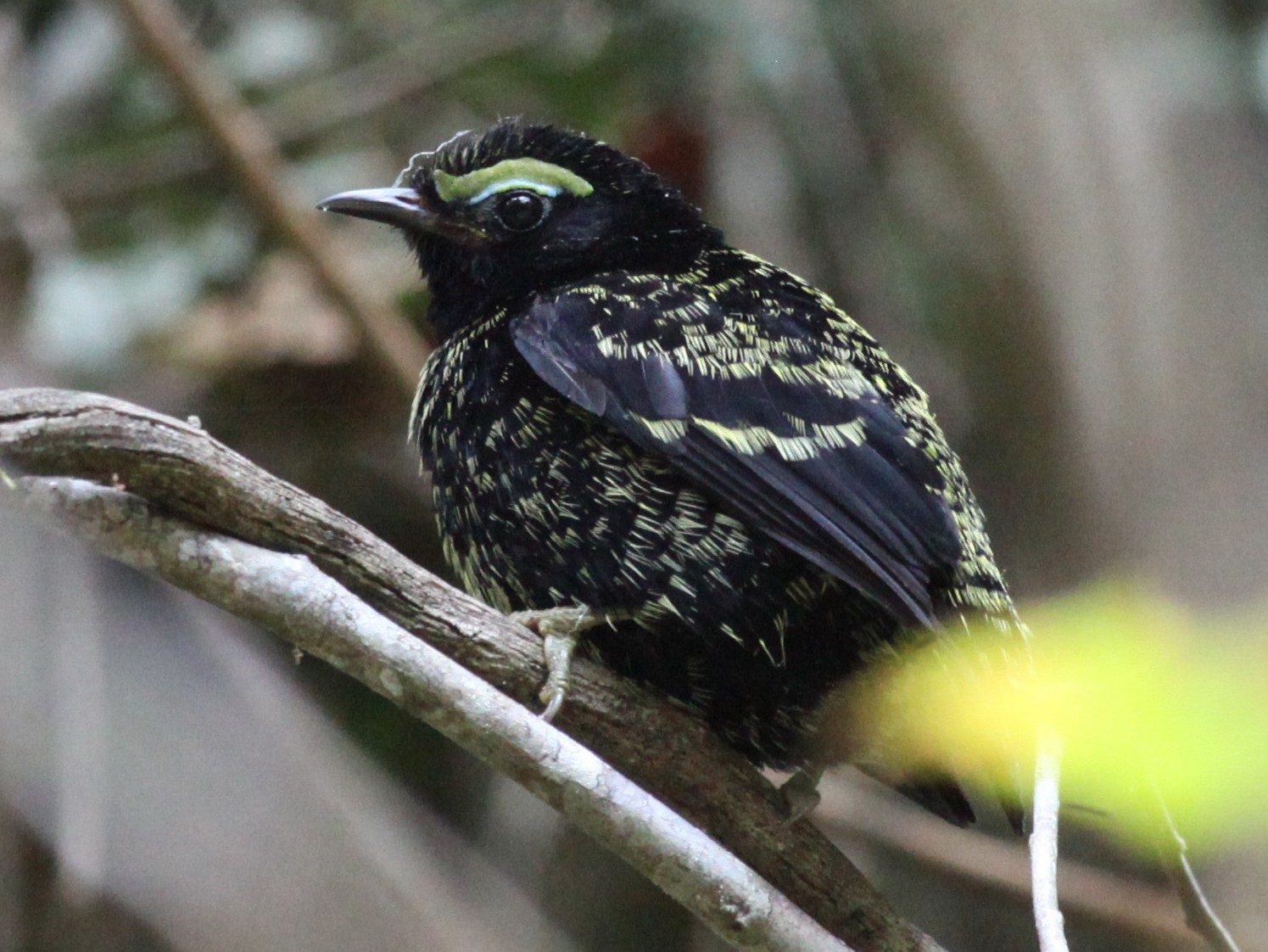 Velvet Asity - eBird