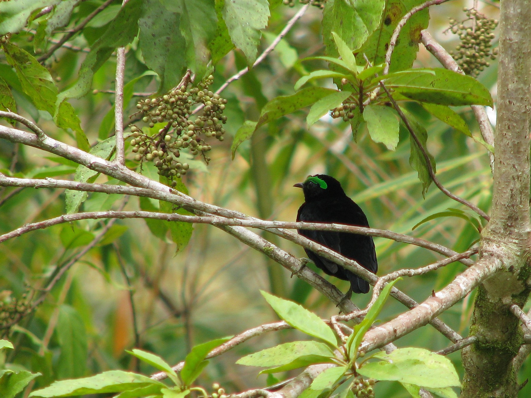 Velvet Asity - eBird