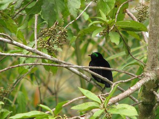 Velvet Asity - eBird