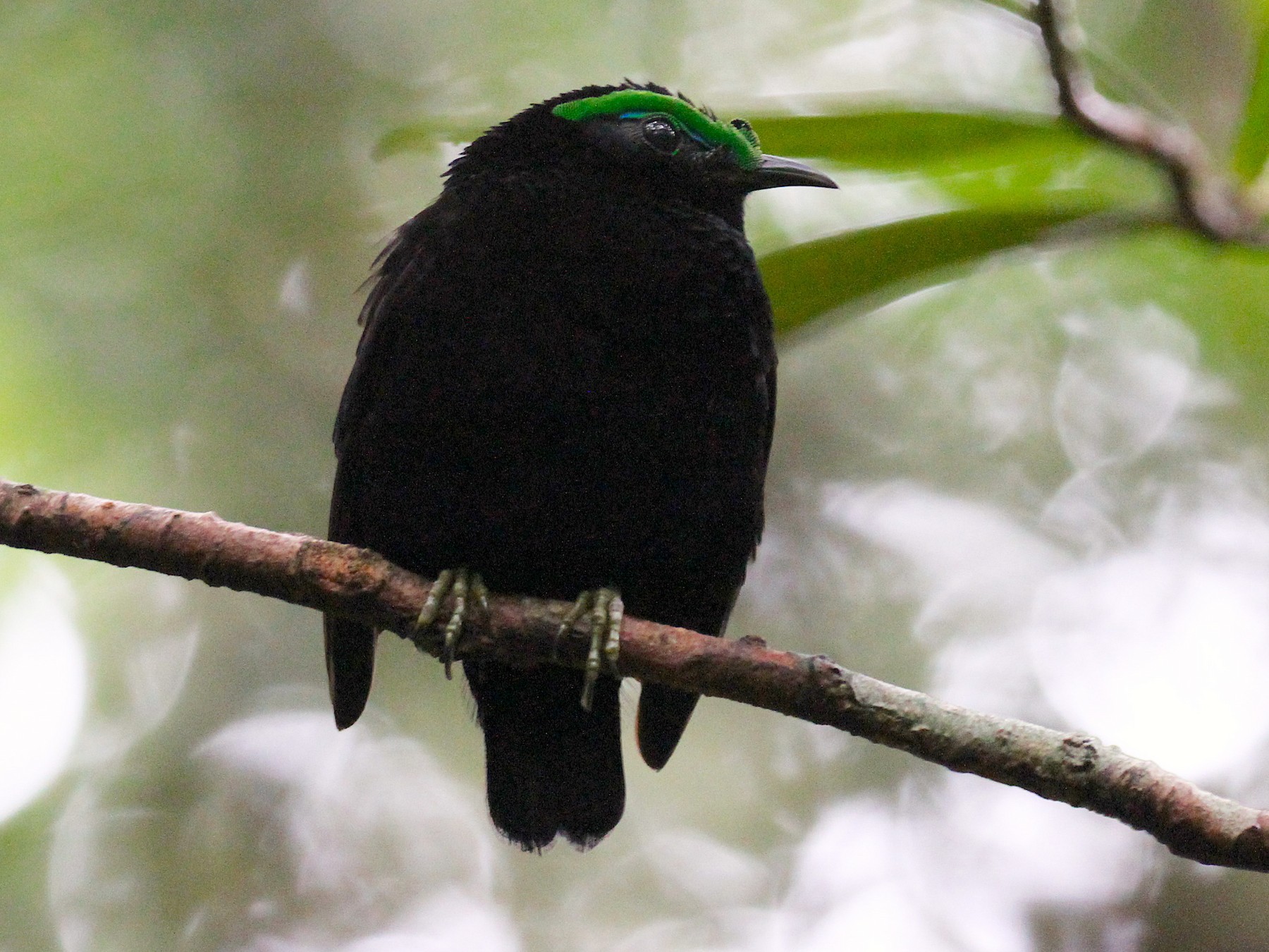 Velvet Asity - eBird