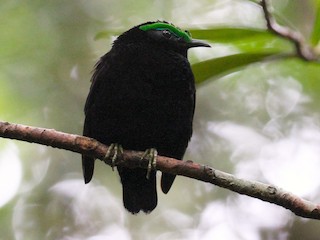 Velvet Asity - eBird