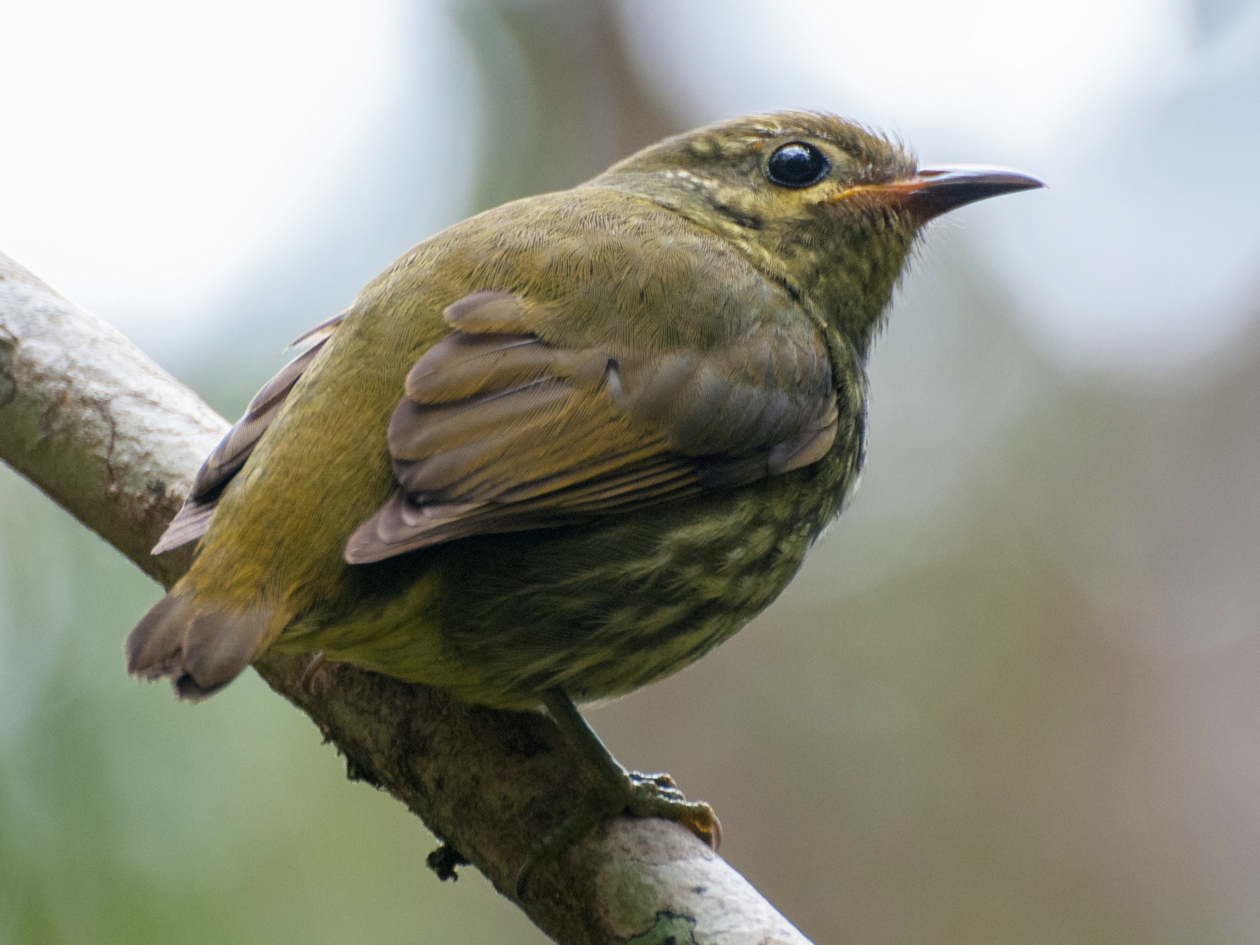 Velvet Asity - eBird