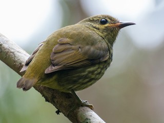 Velvet Asity - eBird