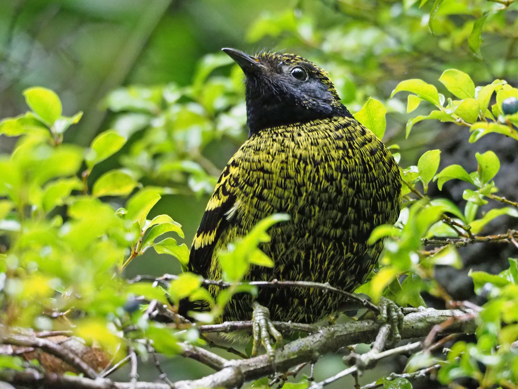 Velvet Asity - eBird