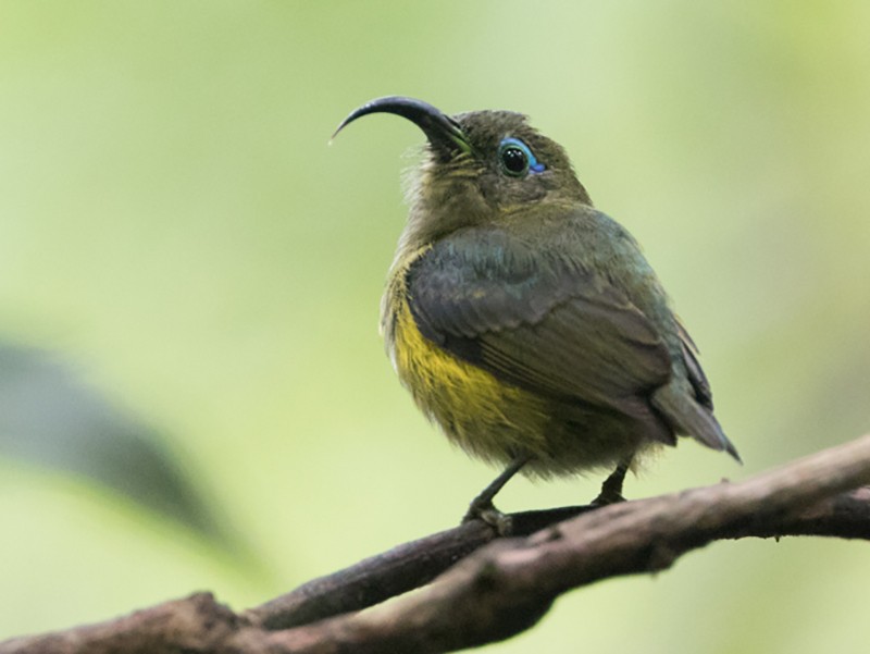Common Sunbird-Asity - eBird