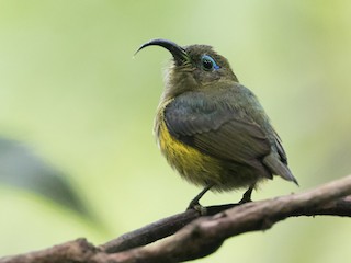 Common Sunbird-Asity - eBird