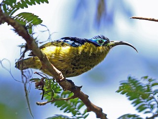 Common Sunbird-Asity - eBird