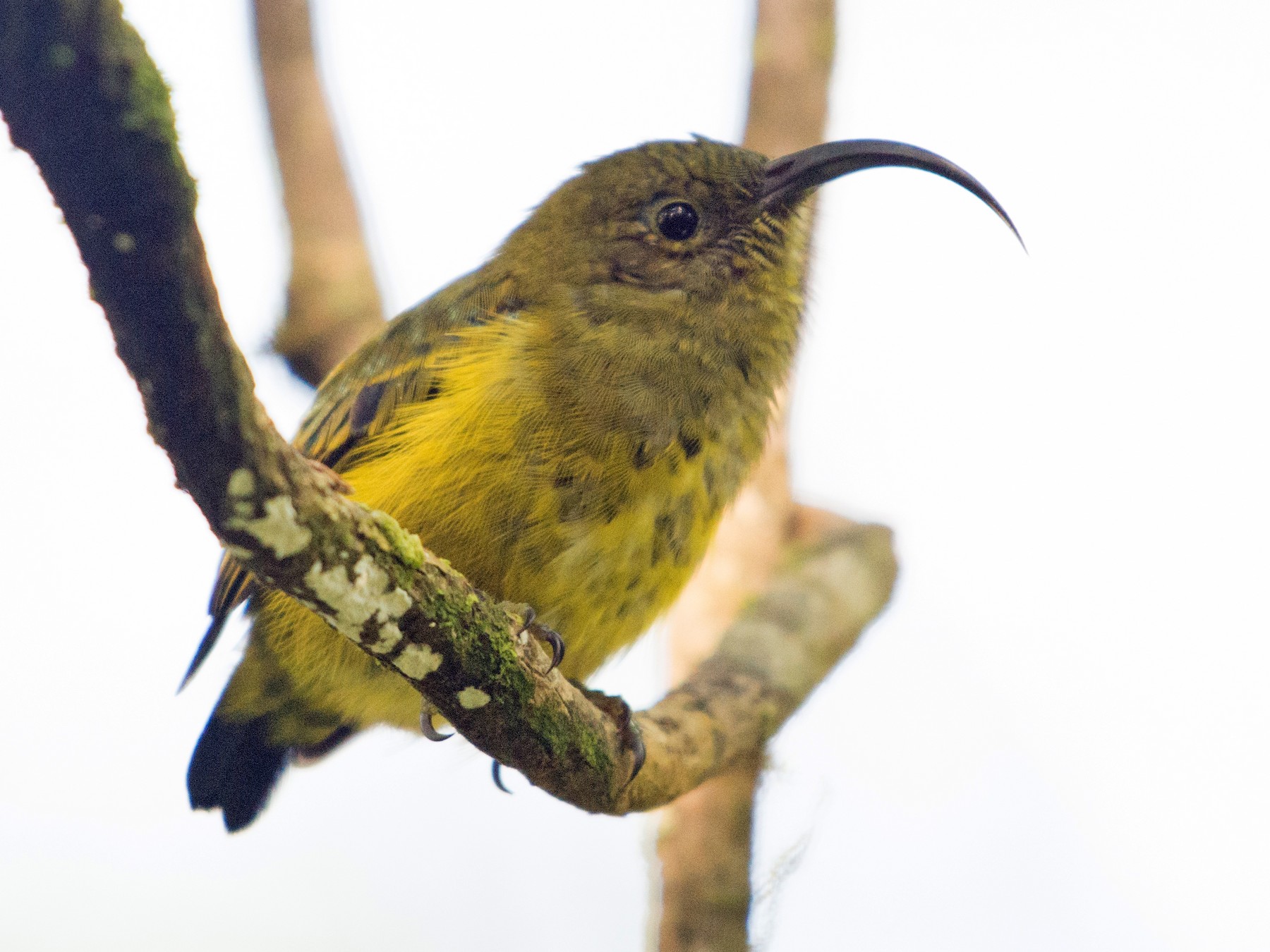 Common Sunbird-Asity - eBird
