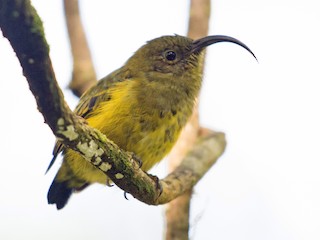 Common Sunbird-Asity - eBird