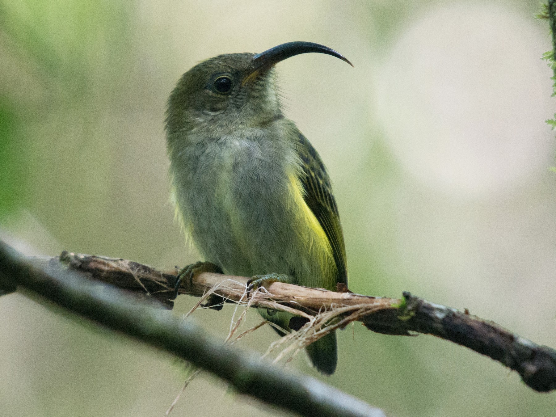 Common Sunbird-Asity - eBird
