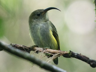 Common Sunbird-Asity - eBird