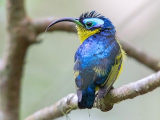 Common Sunbird-Asity - eBird