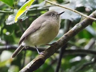 Dark Newtonia - eBird