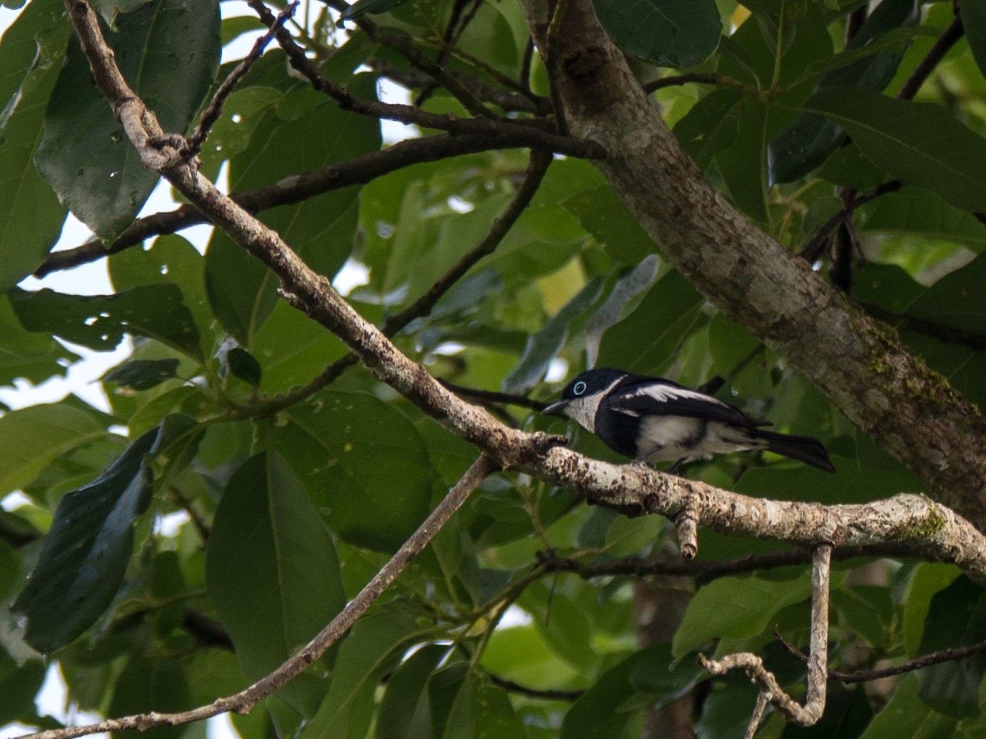 Ward's Flycatcher - eBird