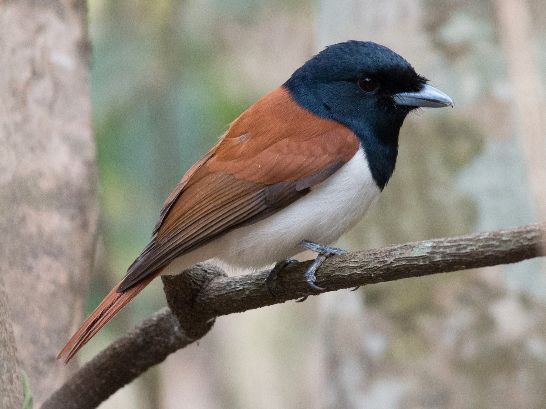 Rufous Vanga - eBird
