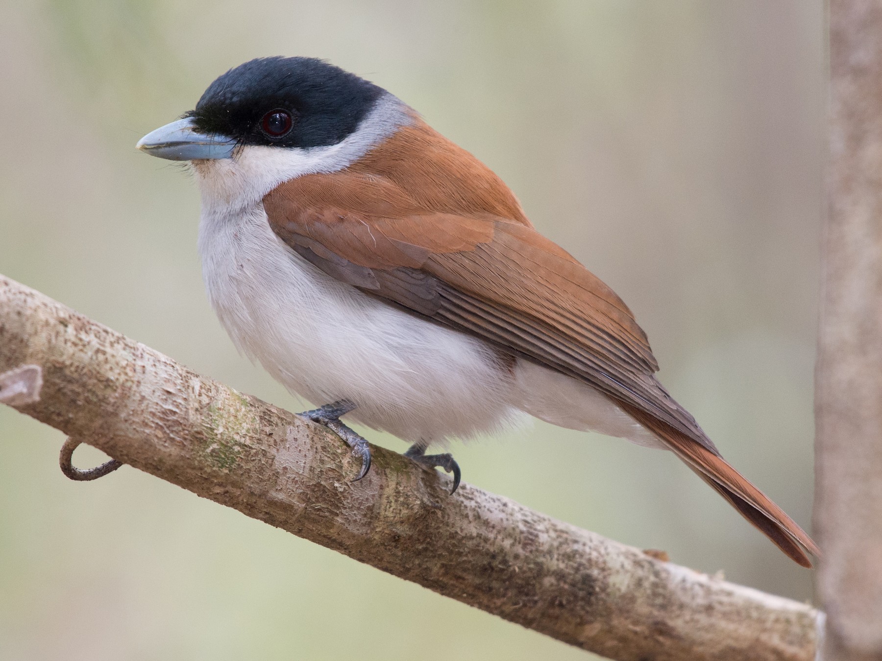 Rufous Vanga - eBird