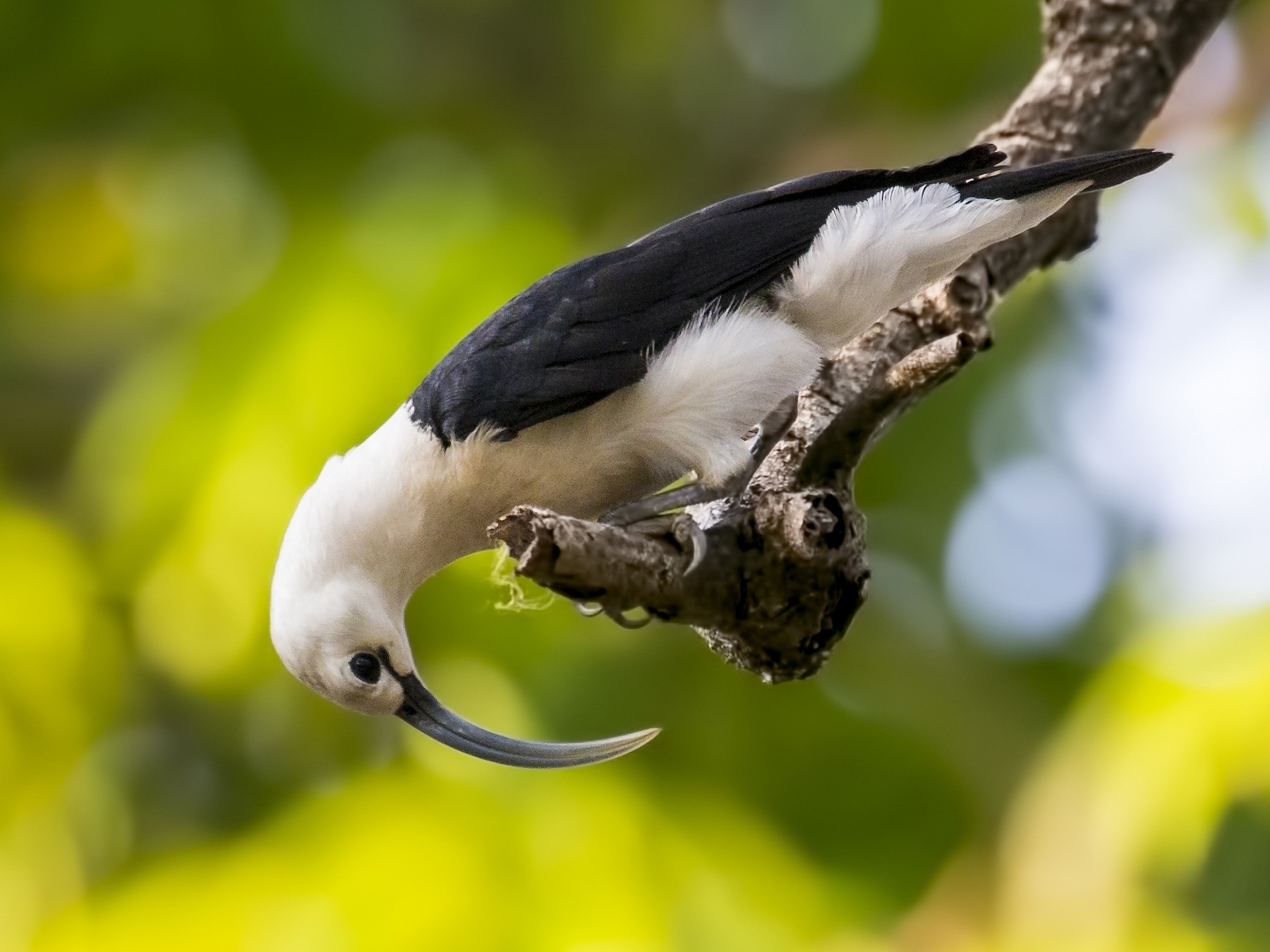 Sickle-billed Vanga - eBird