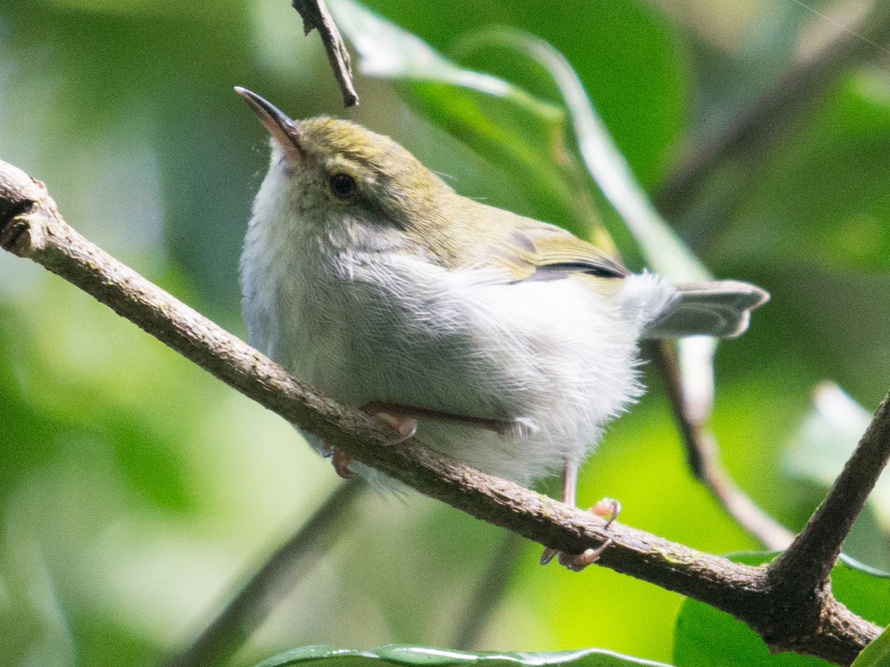 Green Jery - eBird