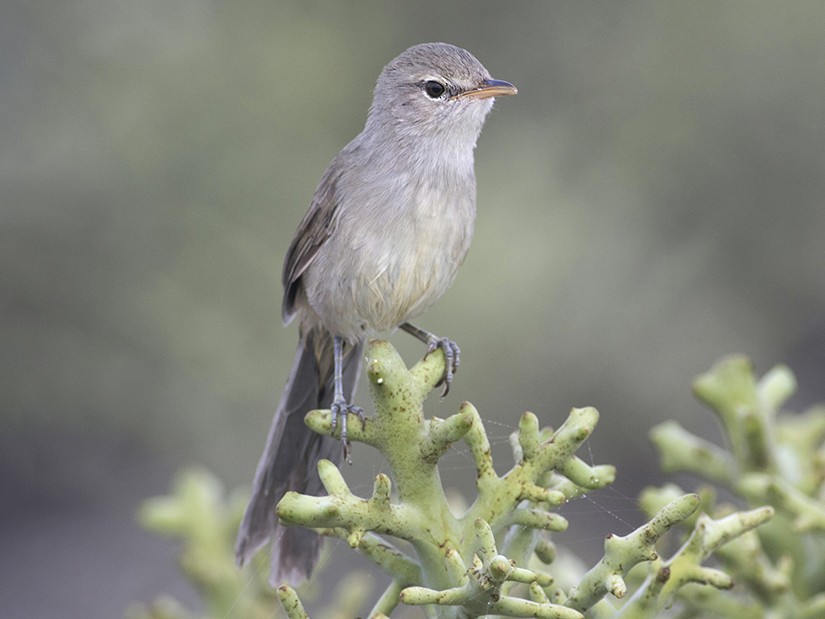 Subdesert Brush-Warbler - eBird