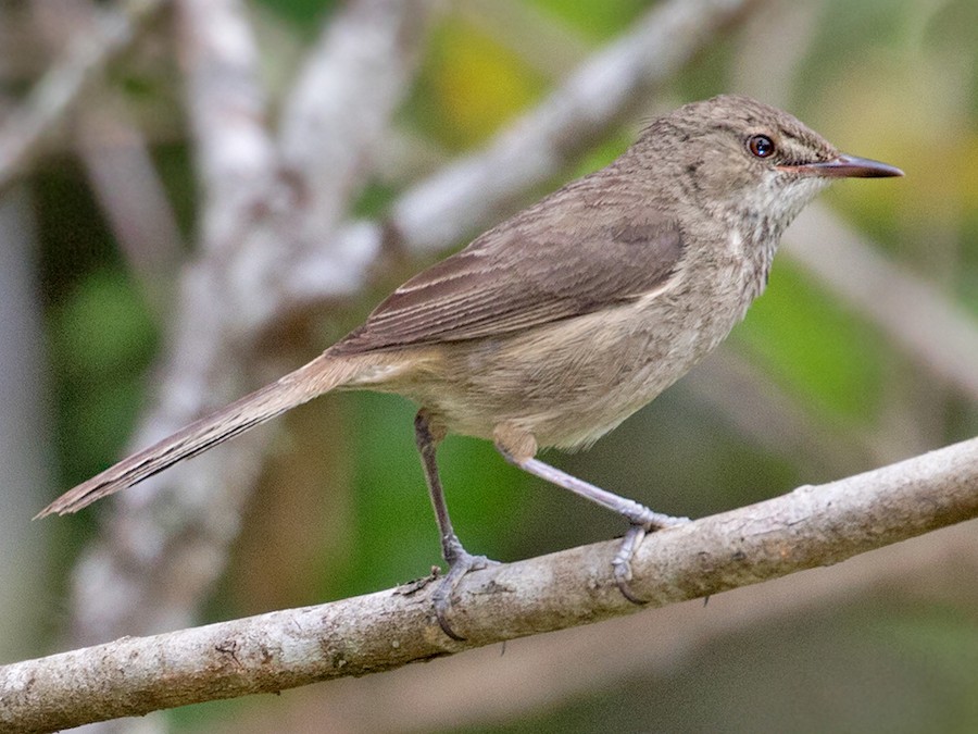 Madagascar Swamp Warbler - eBird