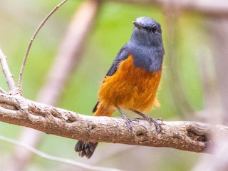 Forest Rock-Thrush - eBird