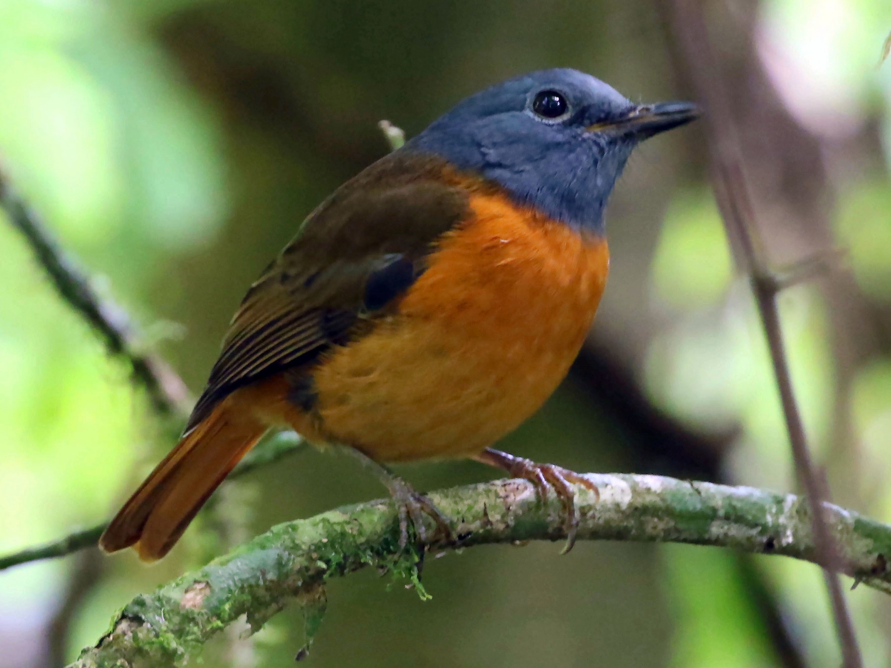 Amber Mountain Rock-Thrush - eBird
