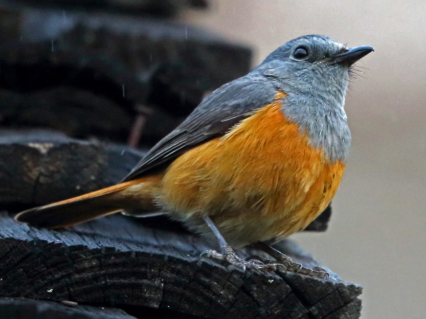 Forest Rock-Thrush - eBird