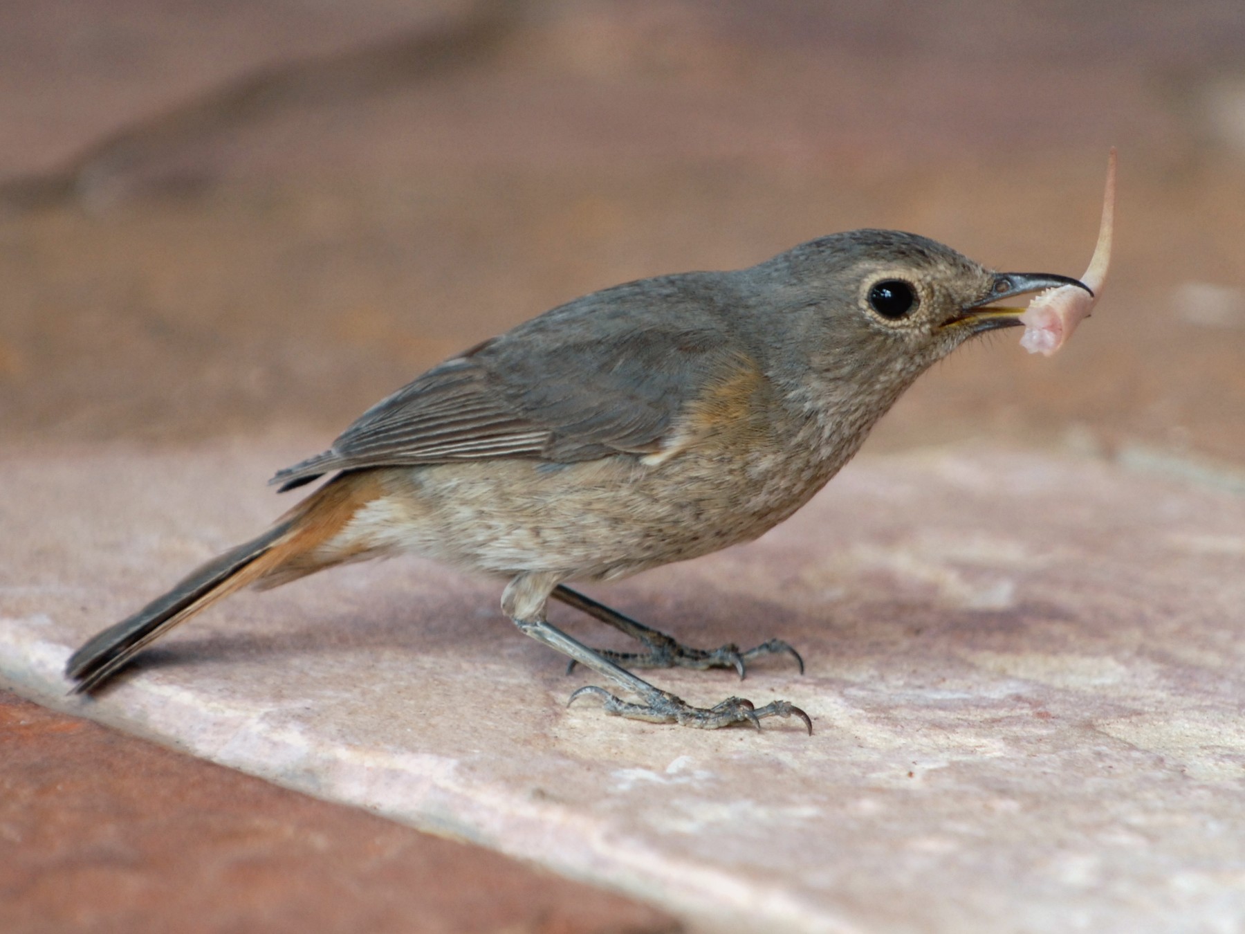 Forest Rock-Thrush - eBird