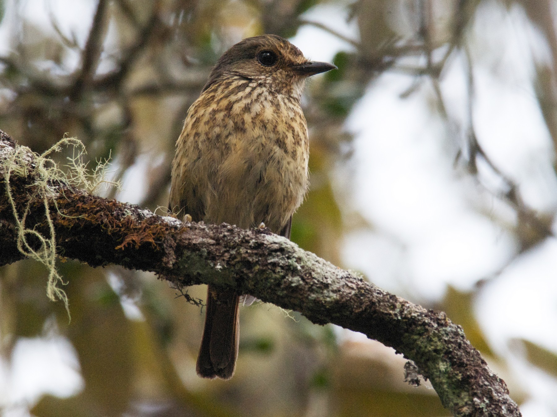 Forest Rock-Thrush - eBird