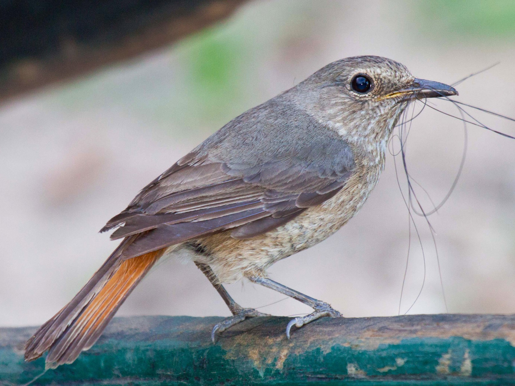 Forest Rock-Thrush - eBird
