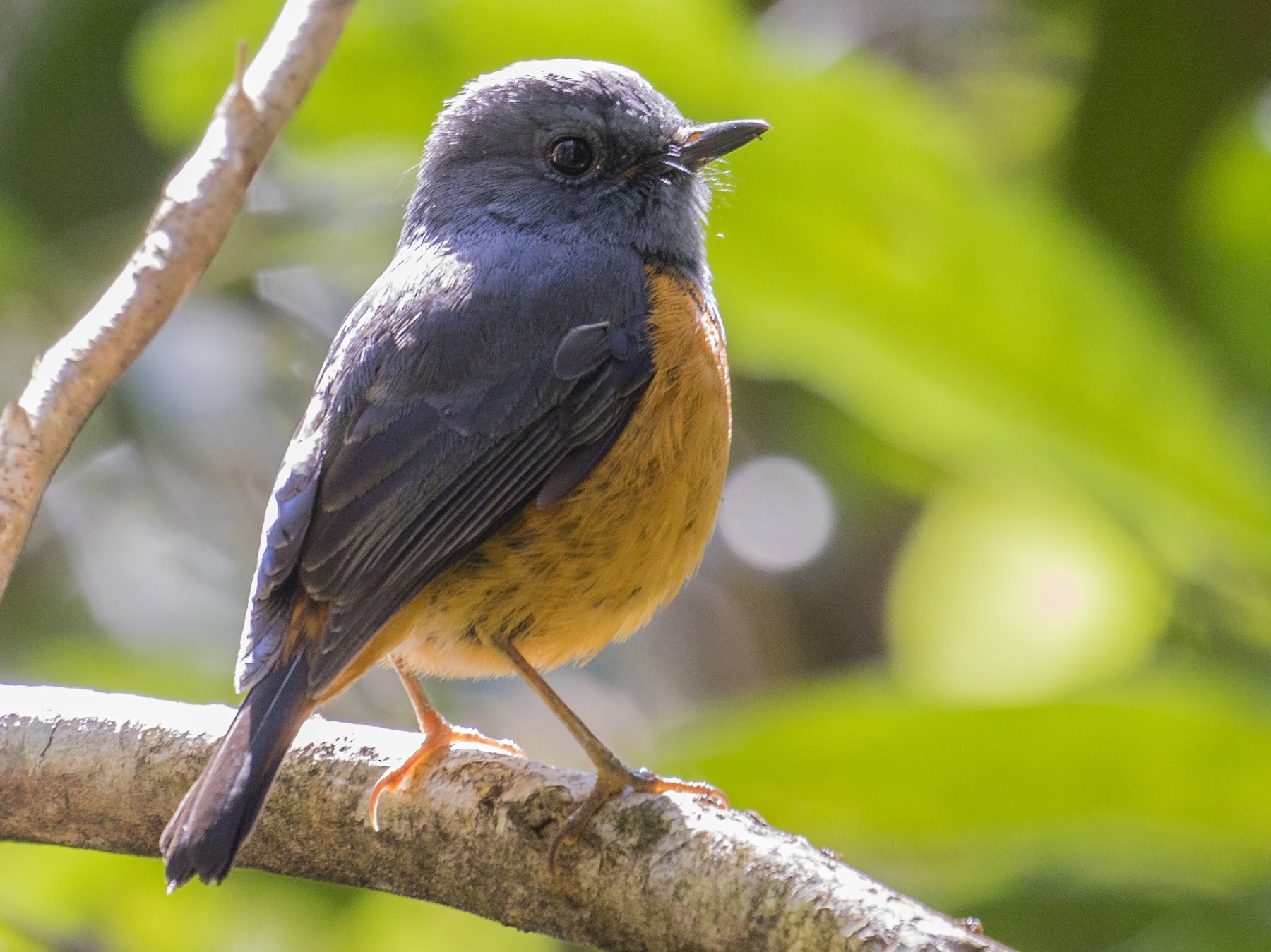 Forest Rock-Thrush - eBird