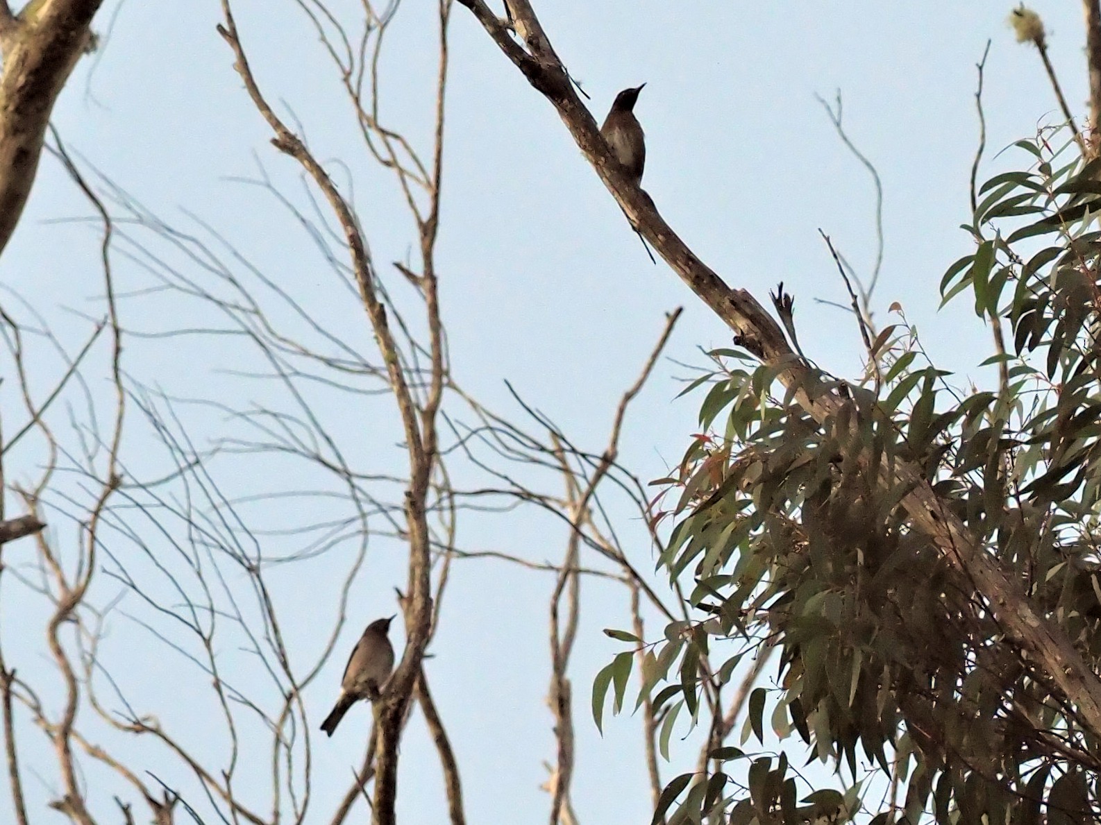 Madagascar Starling - eBird