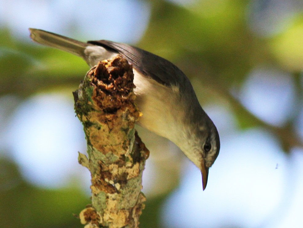 Randia malgache - eBird