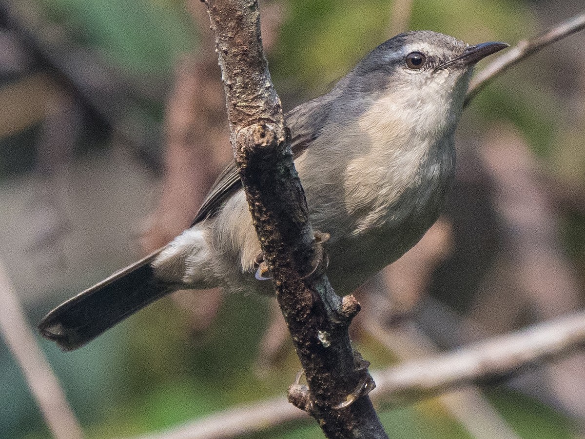 Rand's Warbler - Randia pseudozosterops - Birds of the World