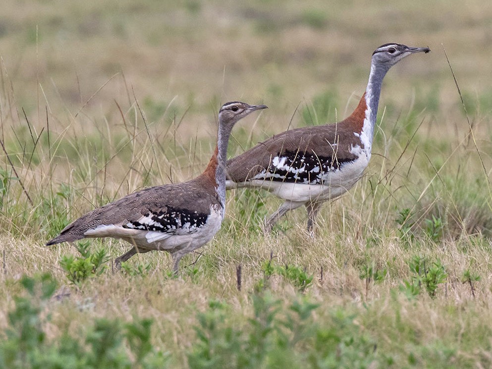 Denham's Bustard - eBird