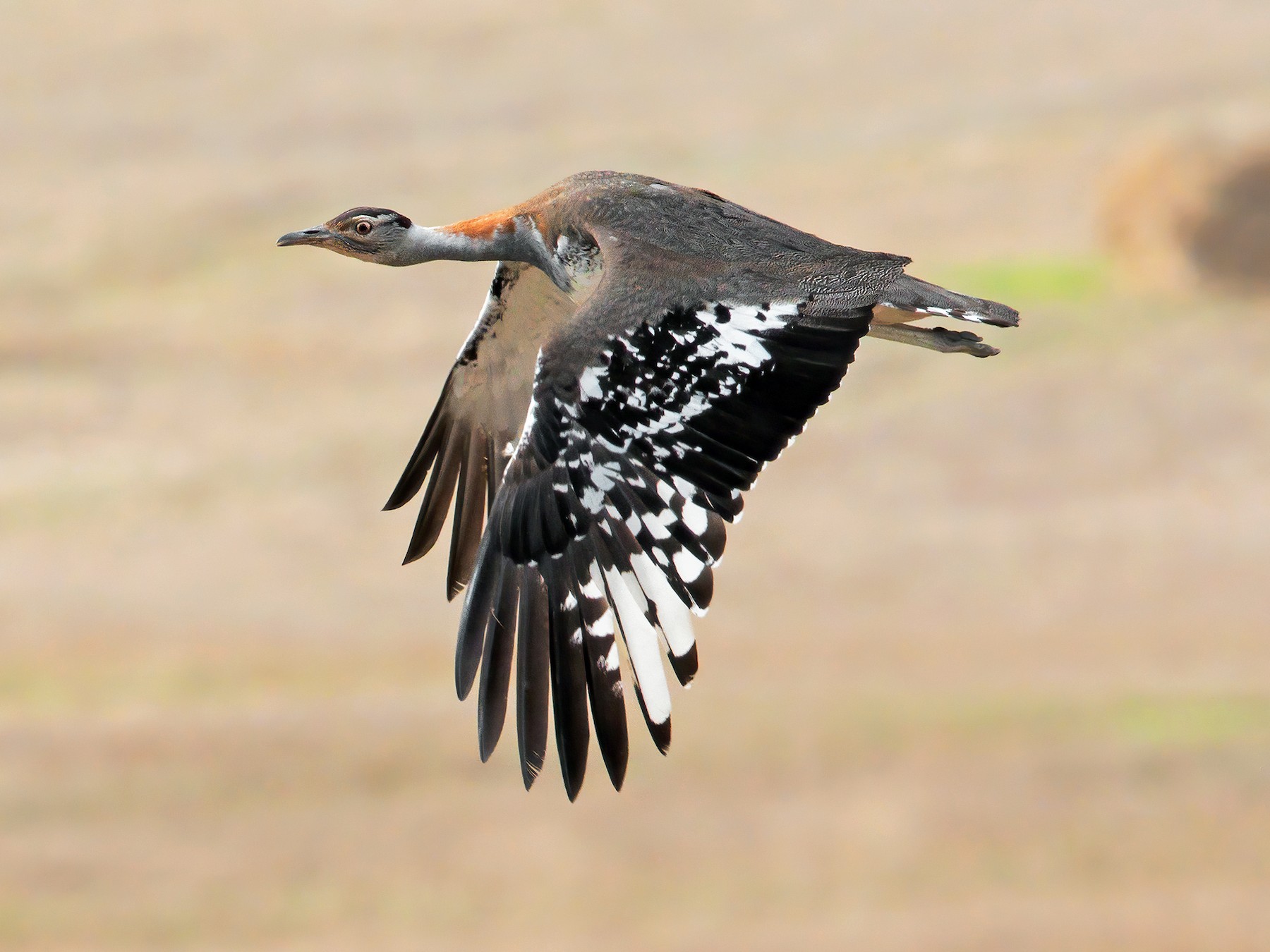 Denham's Bustard - eBird