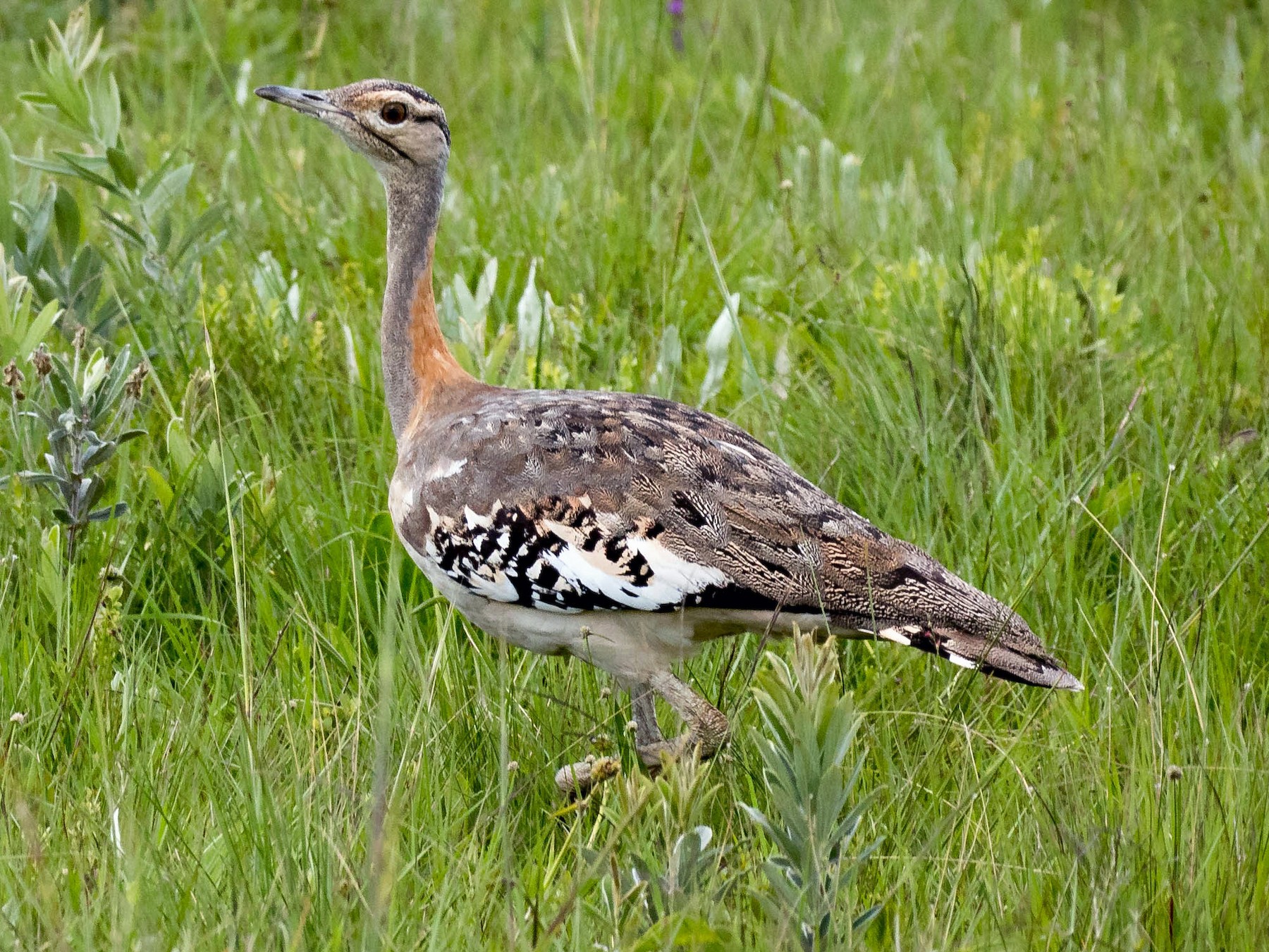 Denham's Bustard - eBird