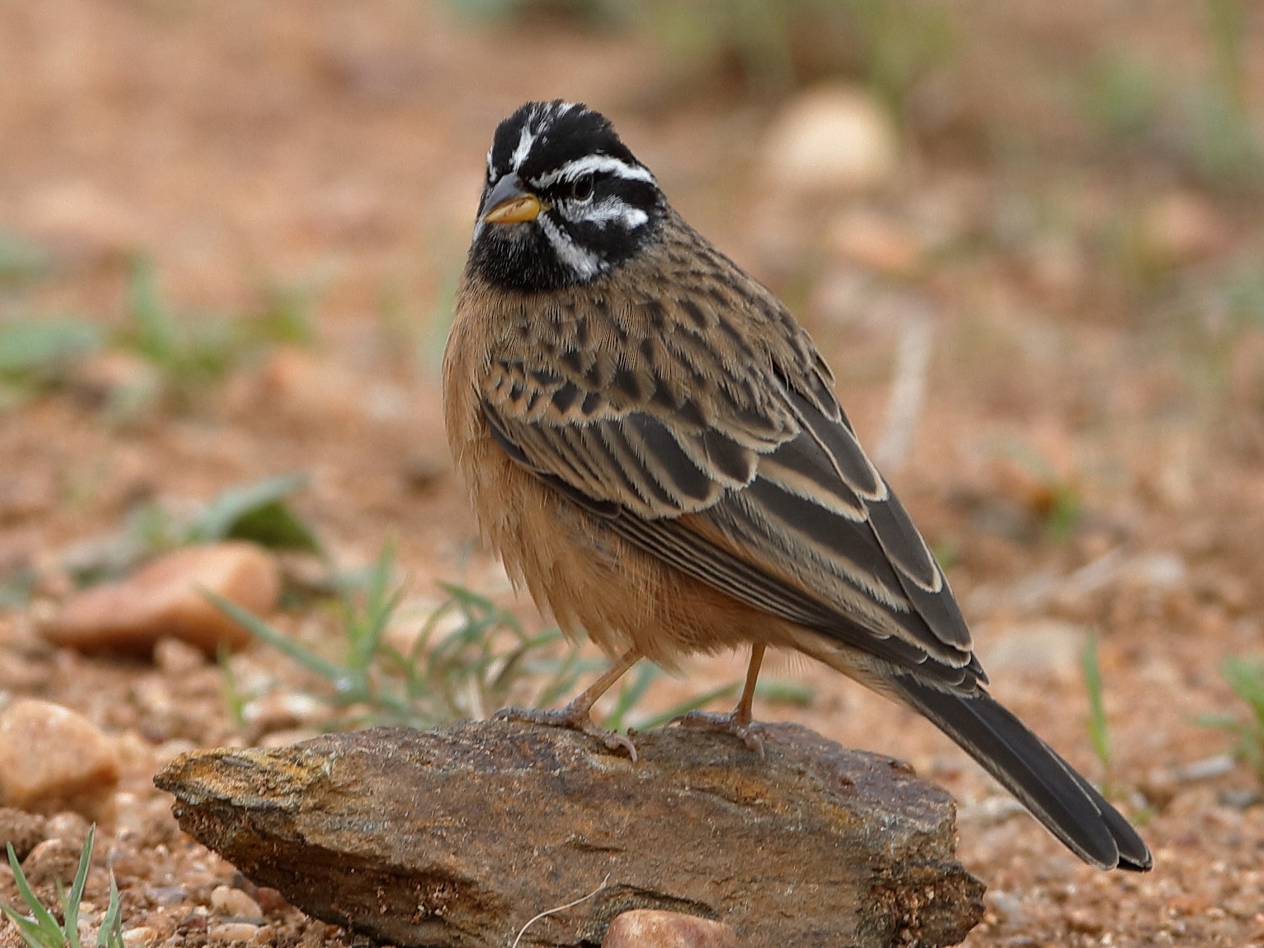 Cinnamon-breasted Bunting - eBird