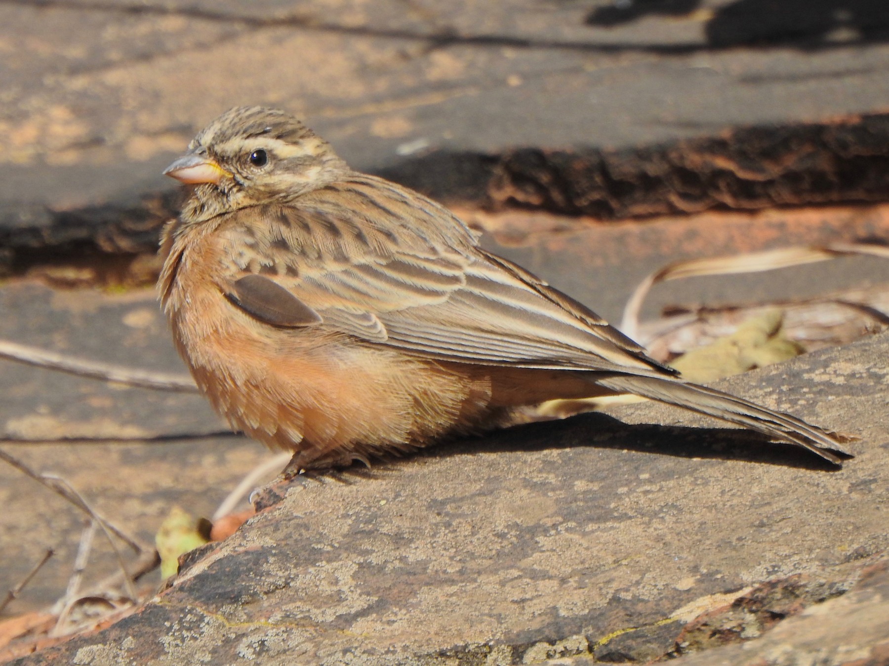 Cinnamon-breasted Bunting - eBird
