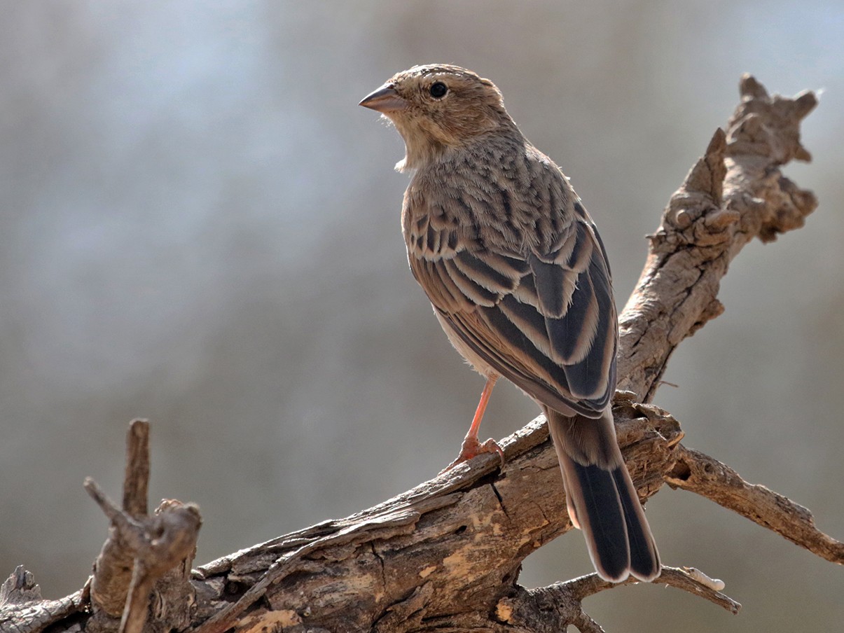 Lark-like Bunting - eBird