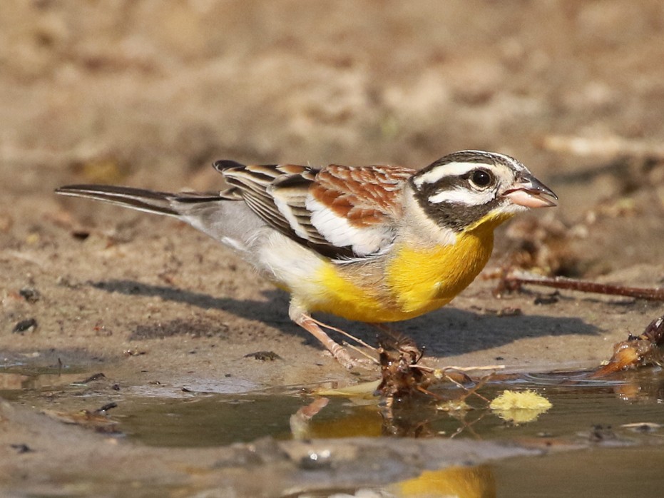 Golden-breasted Bunting - eBird