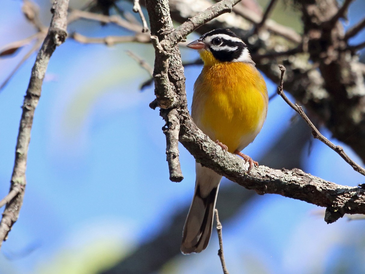 Golden-breasted Bunting - eBird