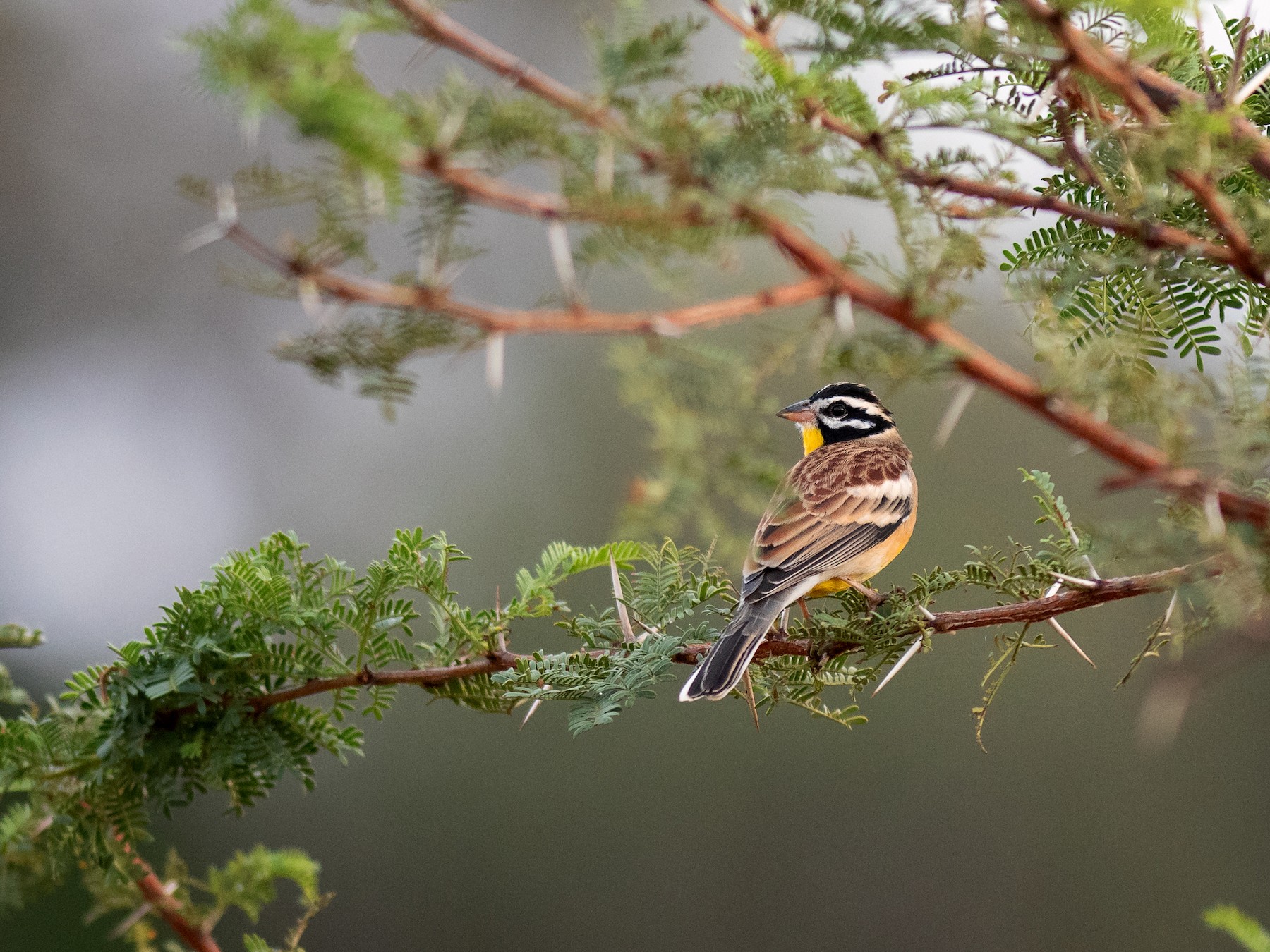 Golden-breasted Bunting - eBird