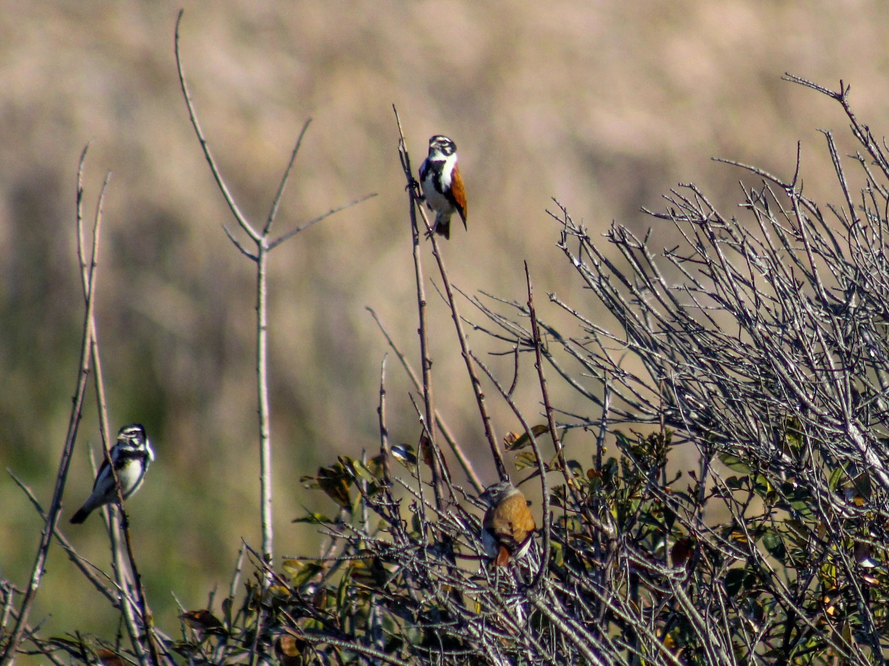 Black-headed Canary - eBird