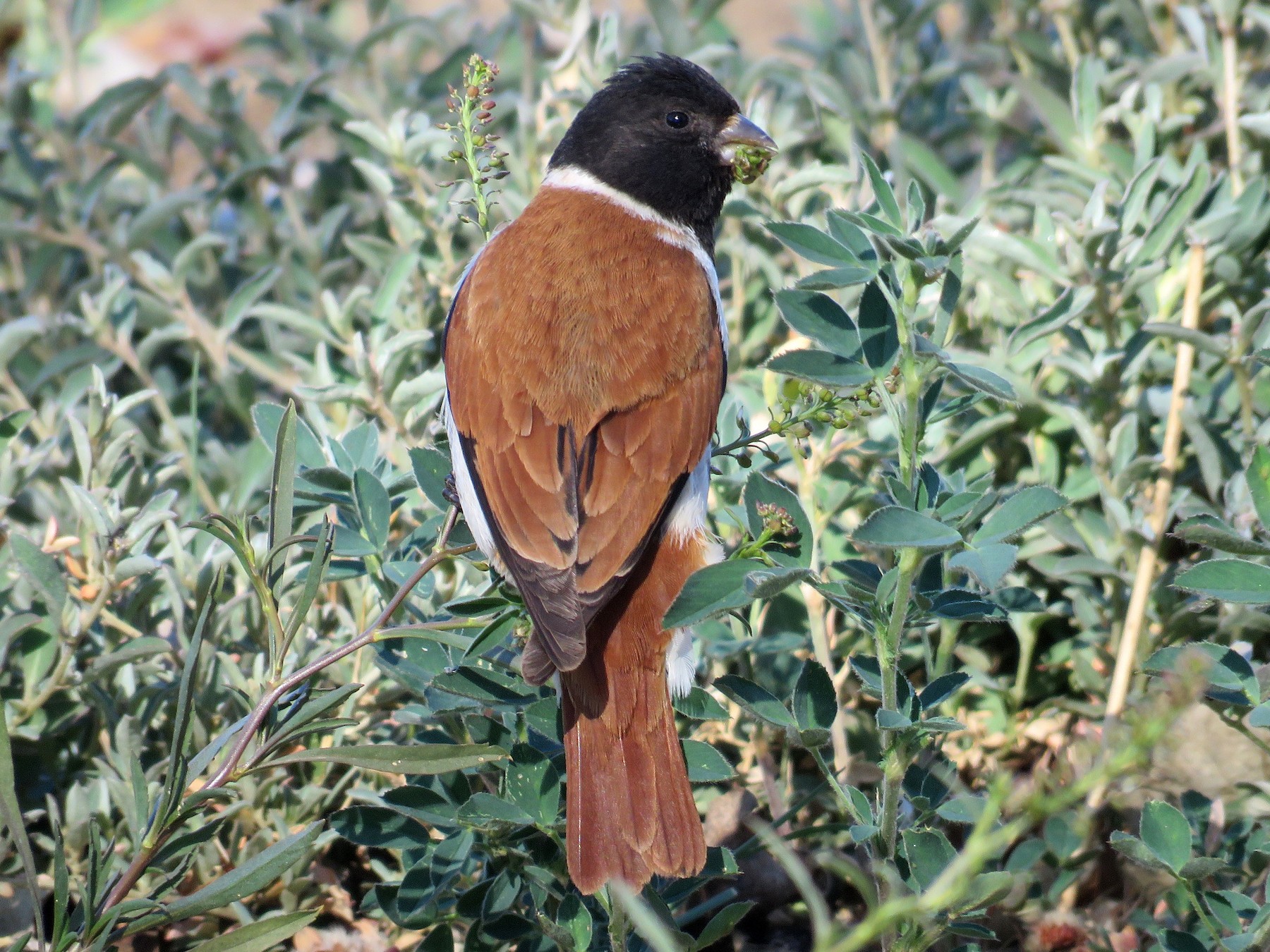 Black-headed Canary - eBird