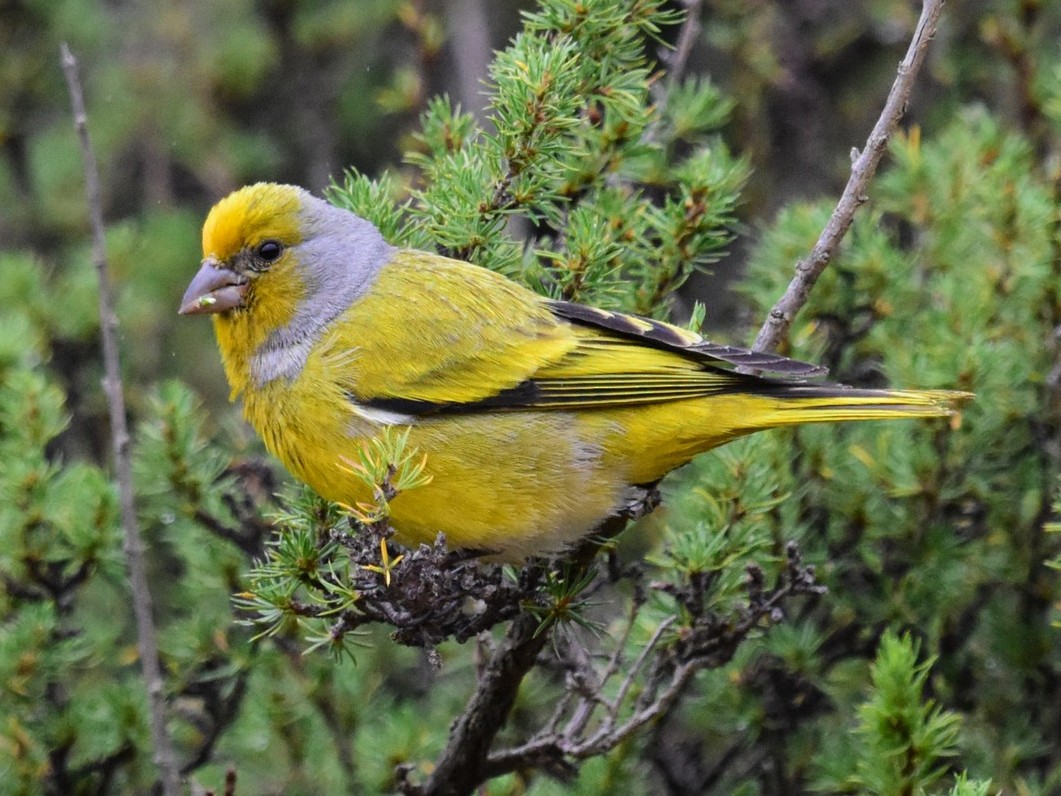 Cape Canary - eBird