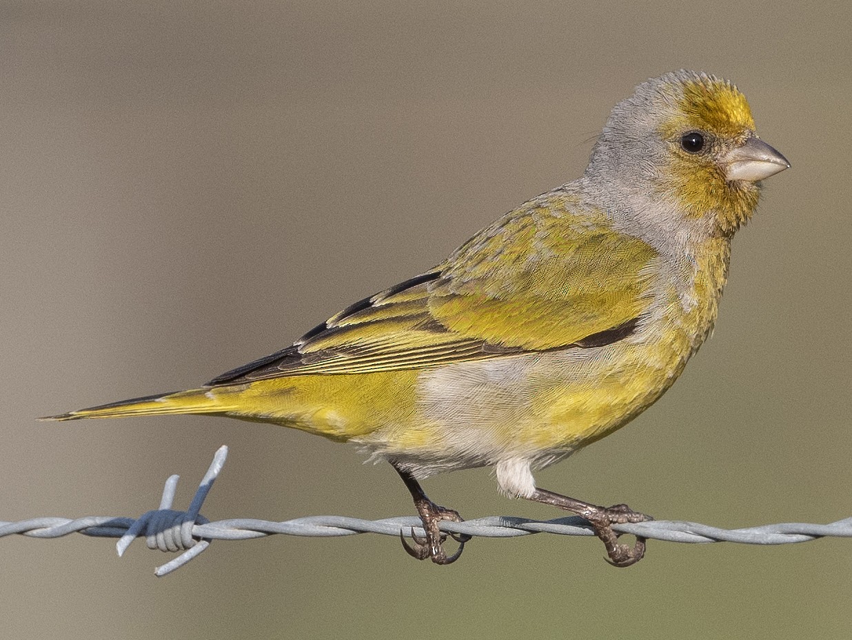 Cape Canary - eBird