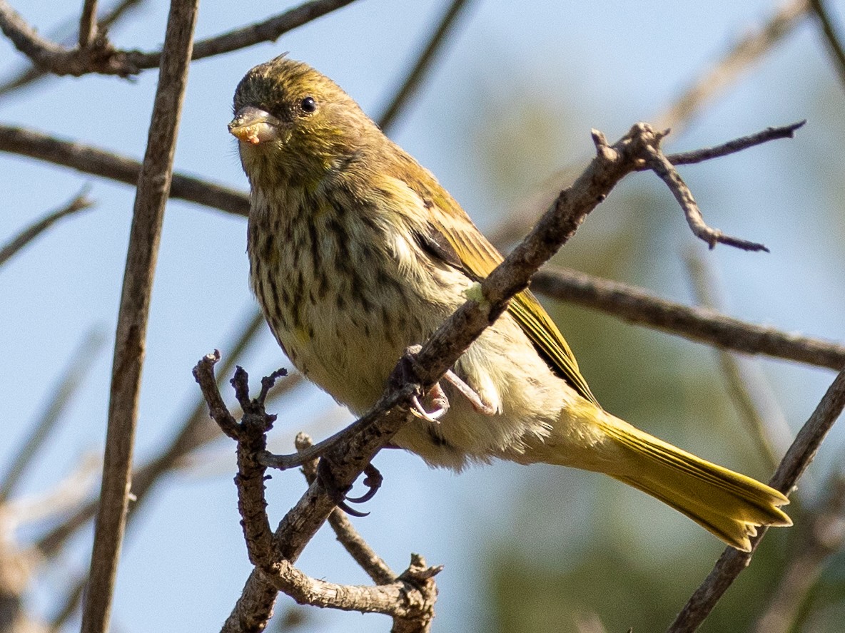 Cape Canary - eBird